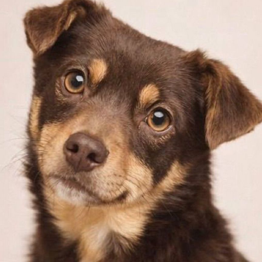 Взрослая собака в добрые руки