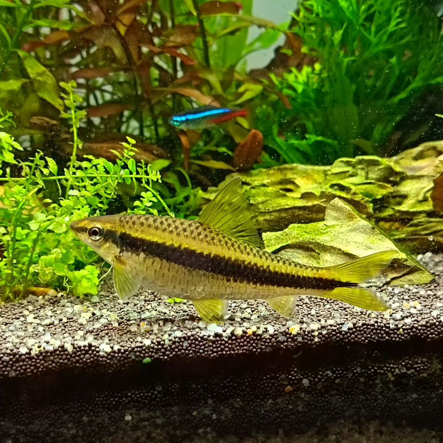 Сиамский водорослеед