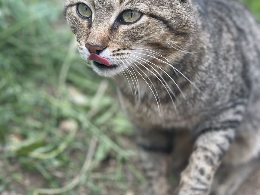 Лучший кот на свете ищет хозяина