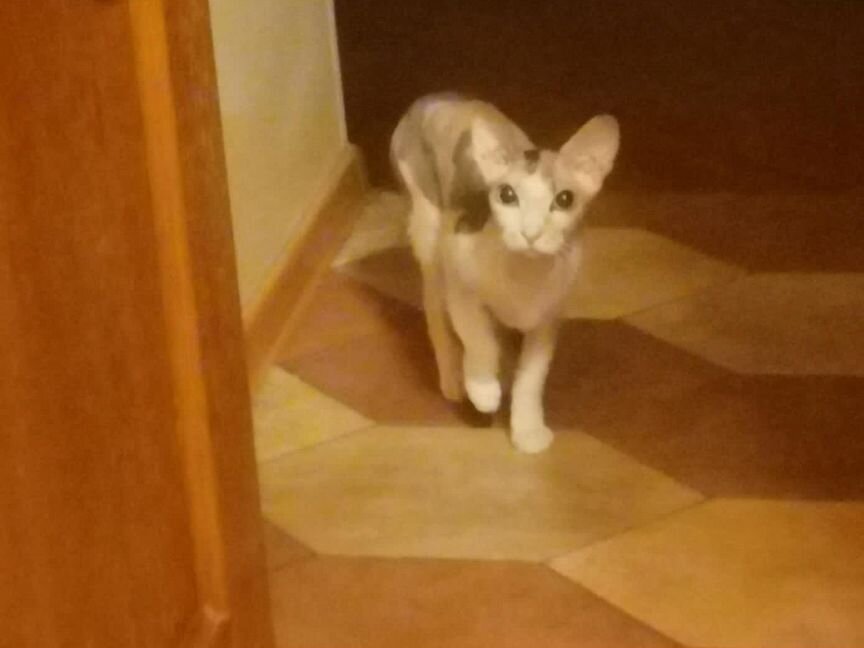 Кошка сфинкс