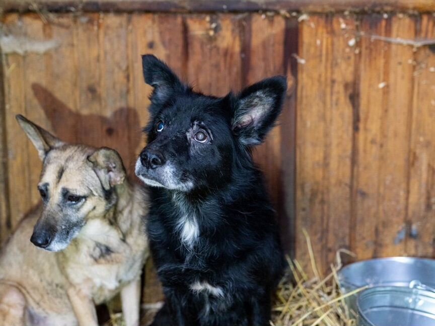 Собака в добрые руки