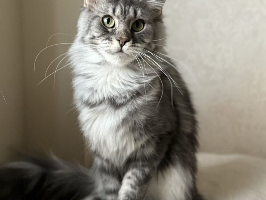 Мейн-кун девочка ласковая