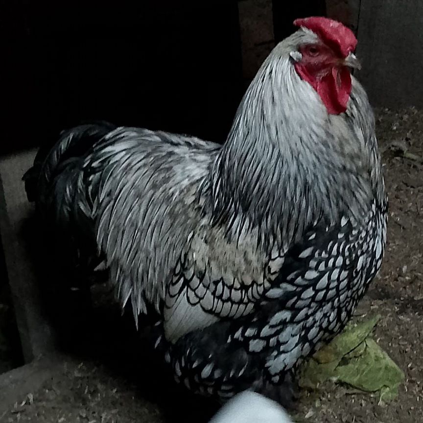 Петух виандот