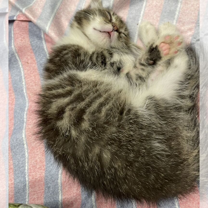 Эльф котёнок