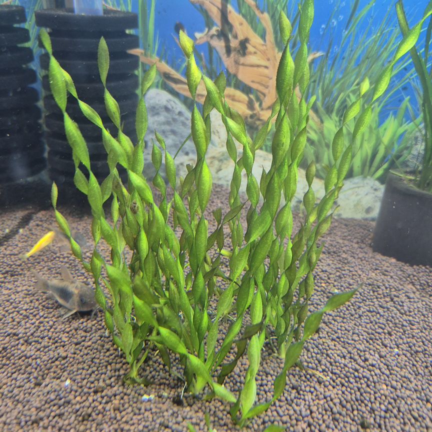 Валиснерия спиральная