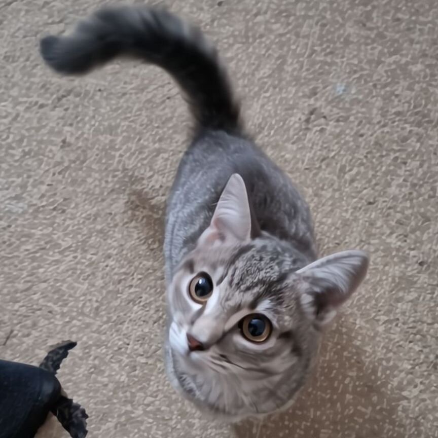 Котёнок в добрые руки