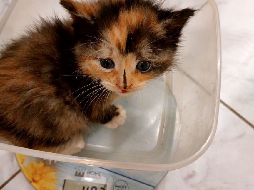 Малышка Венера 1 месяц. Ласковая девочка