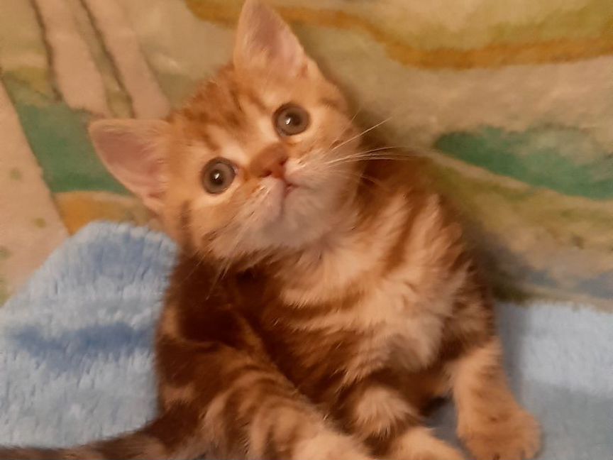 Шотландская кошечка Элис