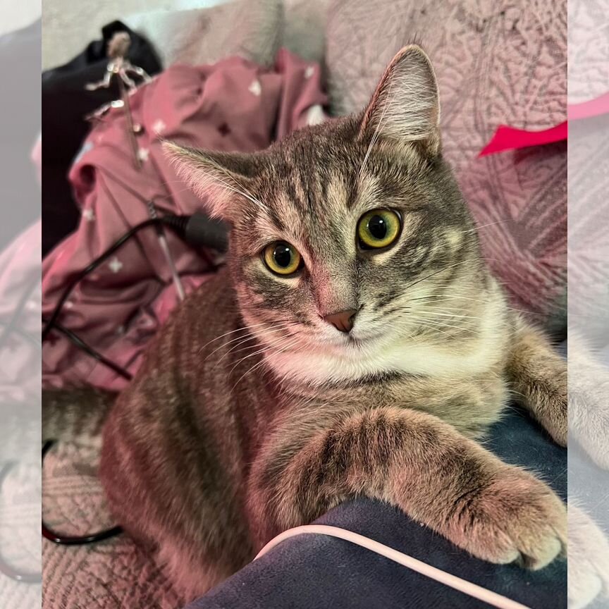 Взрослый кот в добрые руки