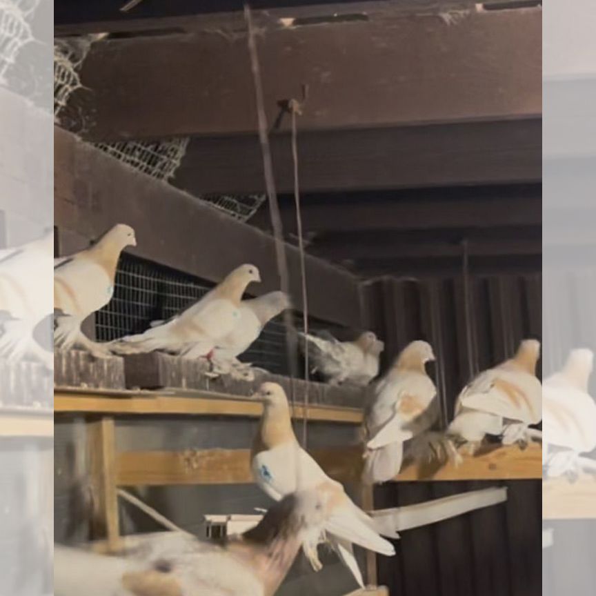 Голуби тасманы