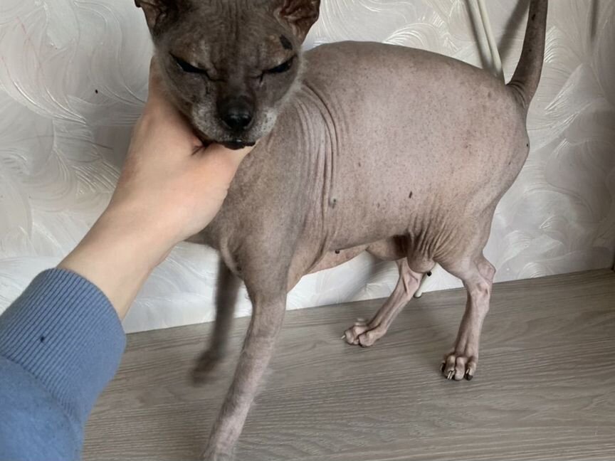 Кот канадский сфинкс отдам