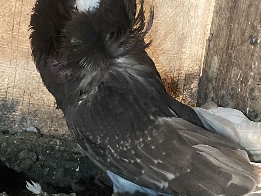 Голуби якобинцы