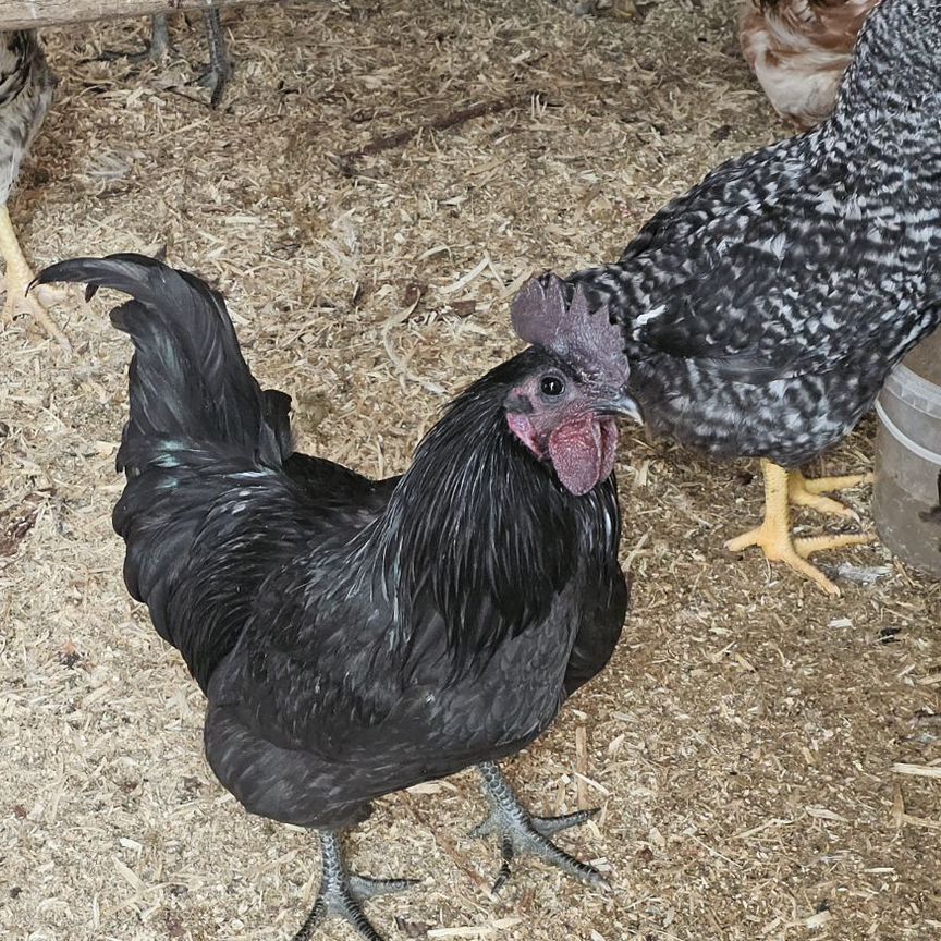 Молодые петушки