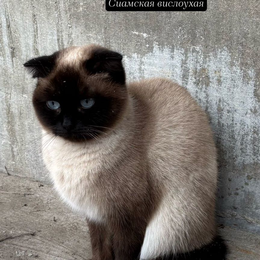 Сиамская вислоухая кошка