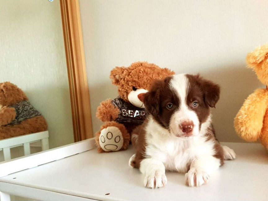 Бордер колли