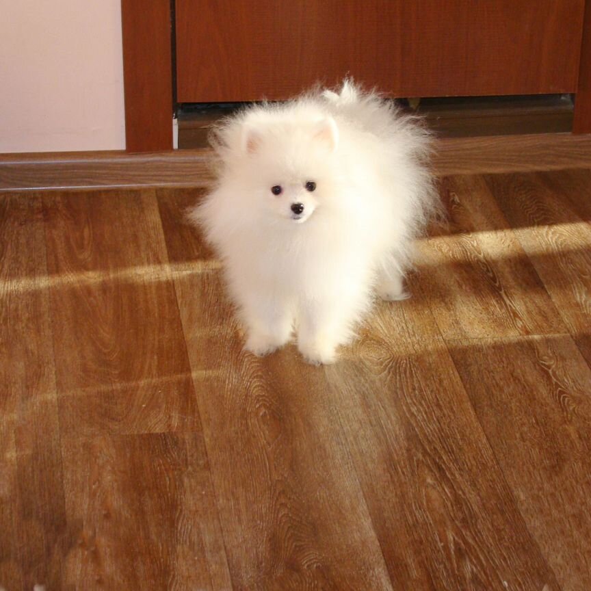 Шпиц белоснежный мишка