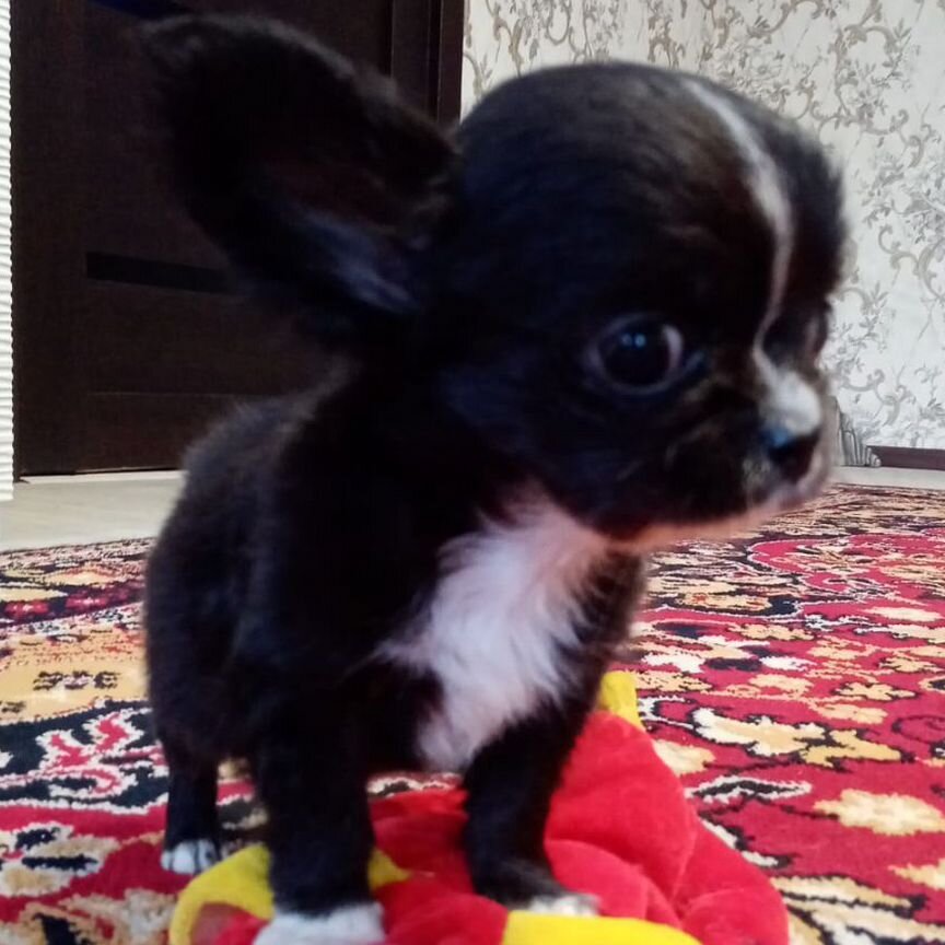 Чихуахуа микро экслкюзив