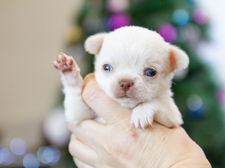 Щенки чихуахуа. Мальчик и девочки