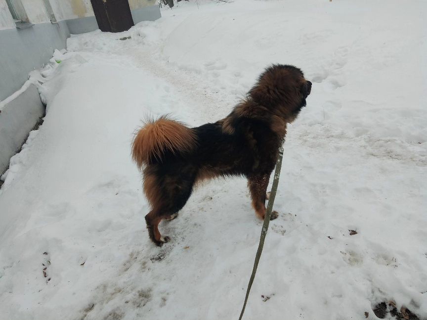 Тибетский мастиф в добрые руки