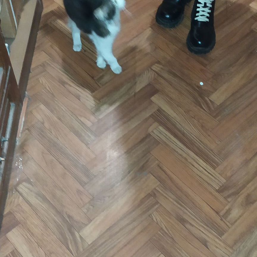 Найдена кошка