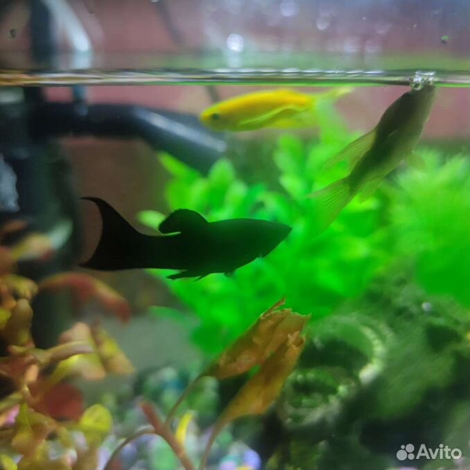 Отдам пецилию