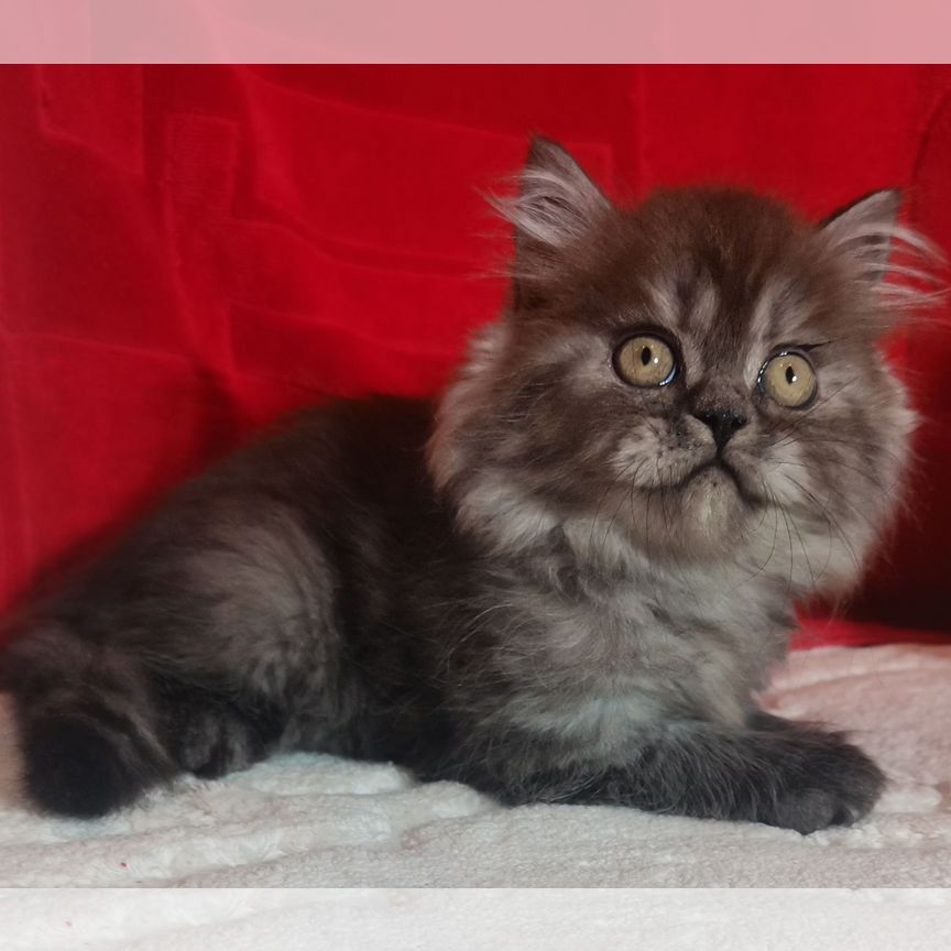 Чёрный дым. Британка