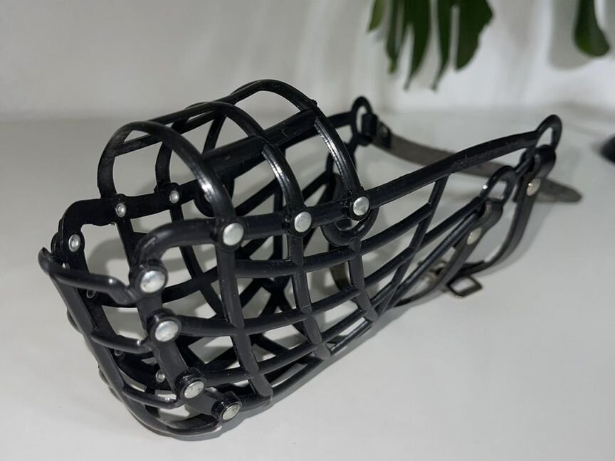 Английский намордник на уиппета