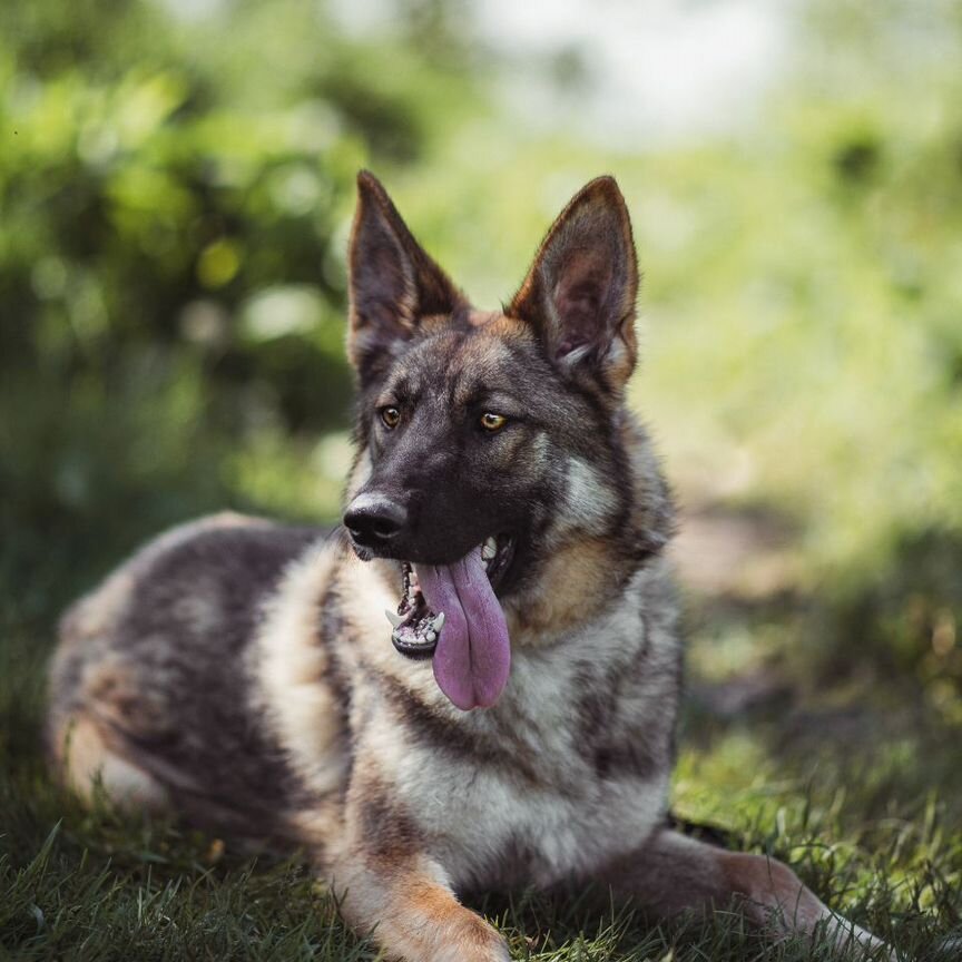 Немецкая овчарка в добрые руки