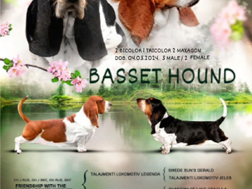 Щенки бассет хаунда