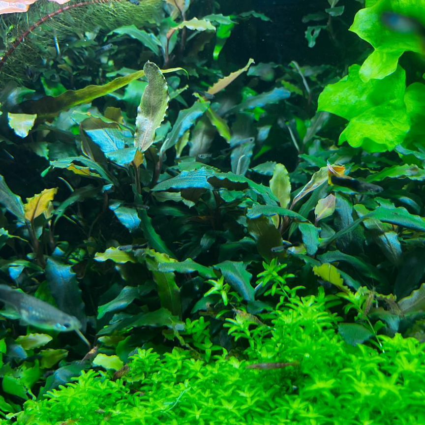 Буцефаландры