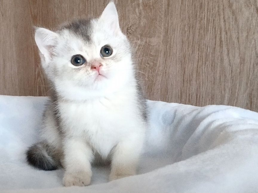 Британская красотка