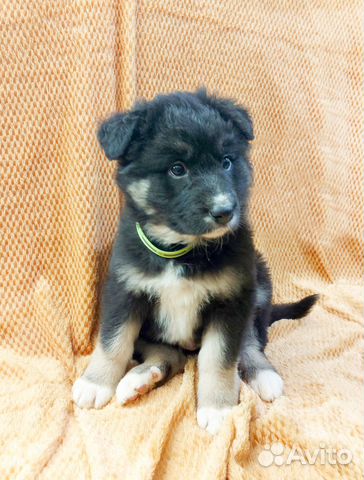 Щенок в добрые руки