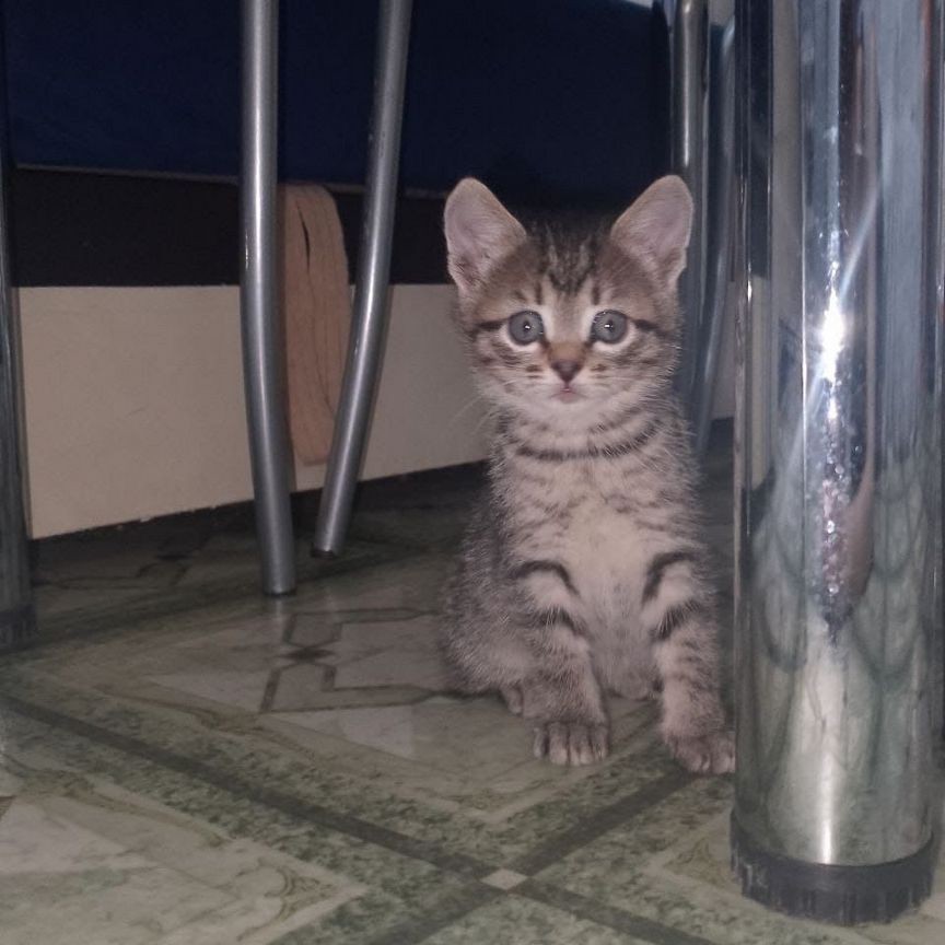 Отдам милую кошечку в добрые руки