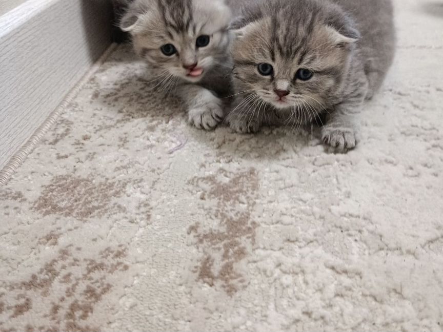 Кошки вислоухие маленькие