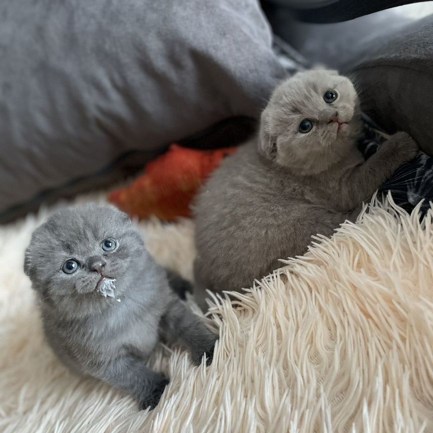Британские котята