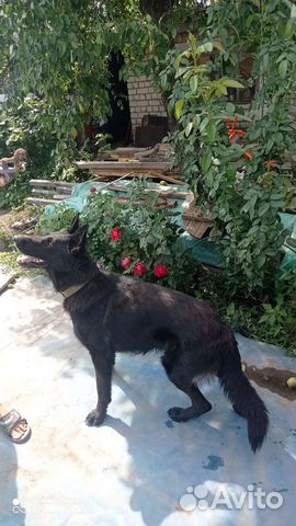 Немецкая овчарка. Вязка. Кобель