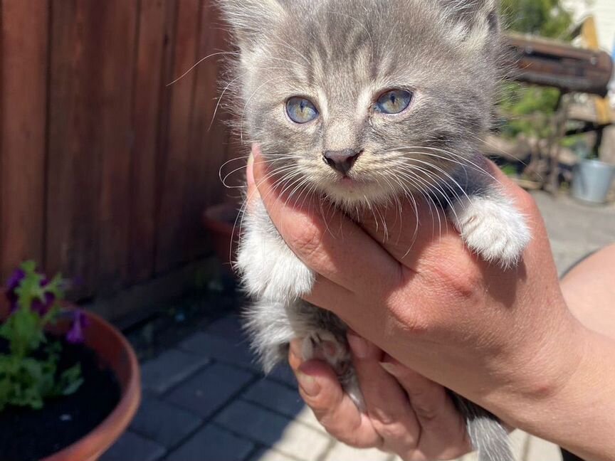 Котята в добрые руки