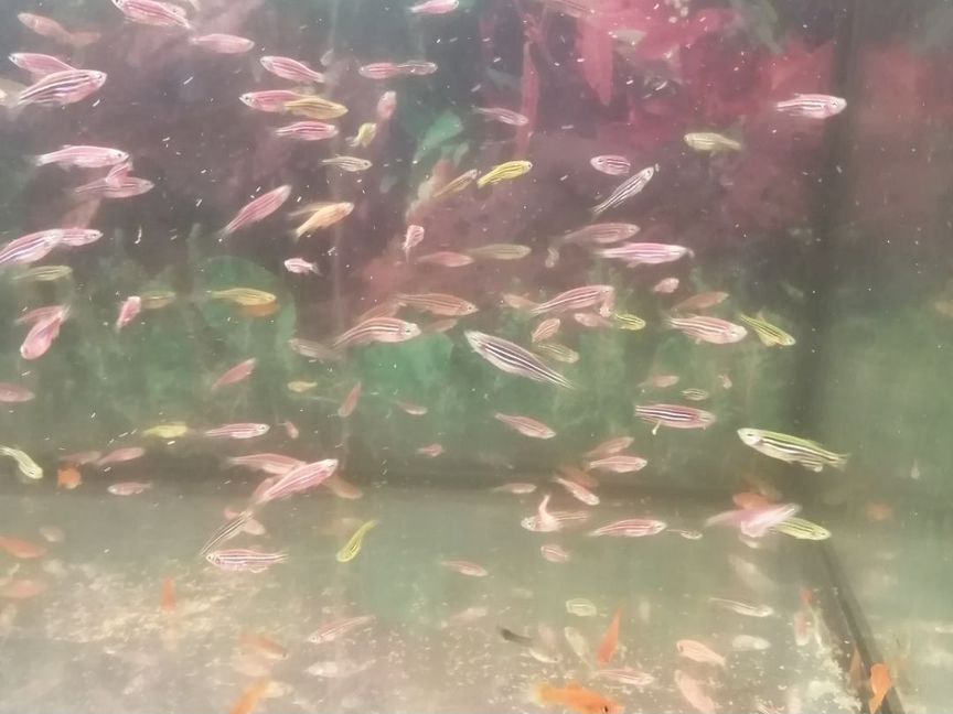 Аквариумные рыбки