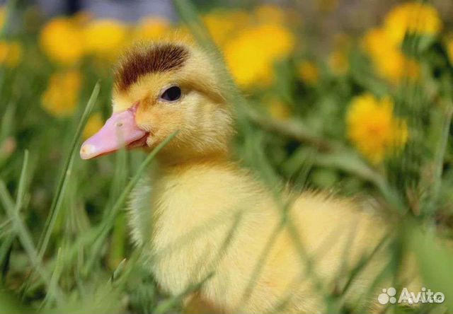 Утята суточные(мулард)