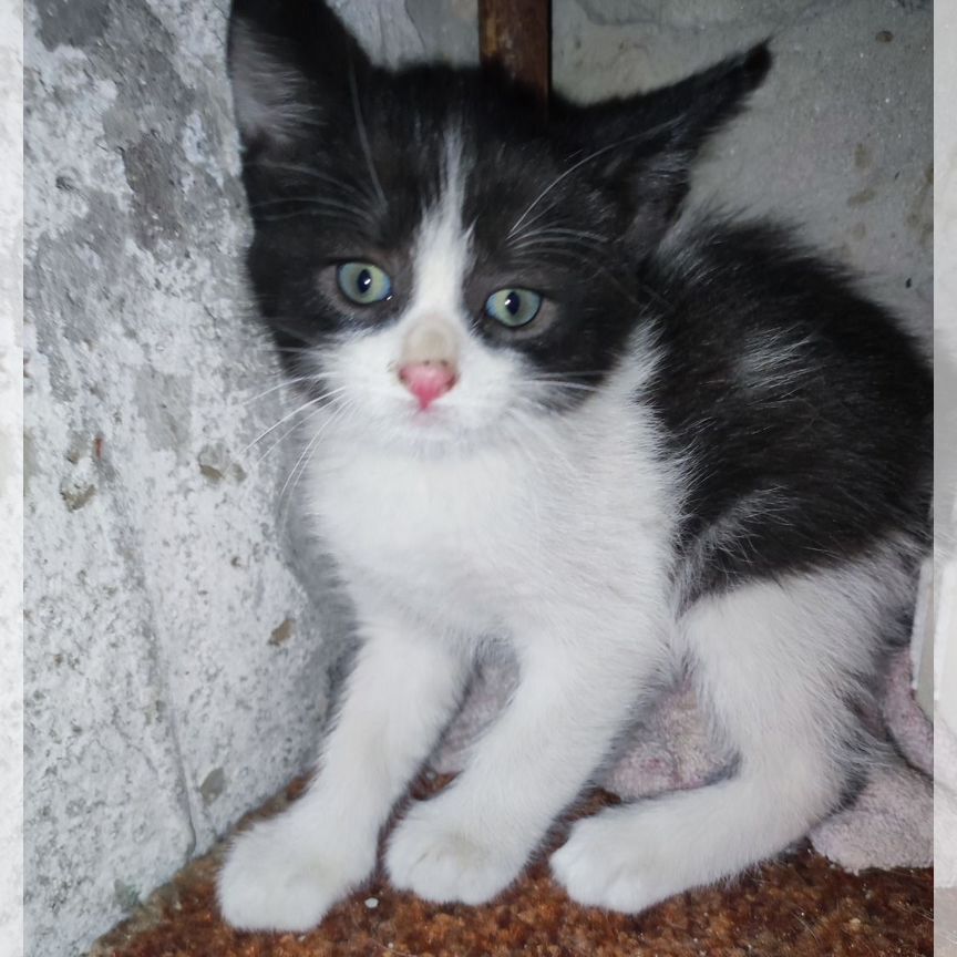 Кузенька 1 мес