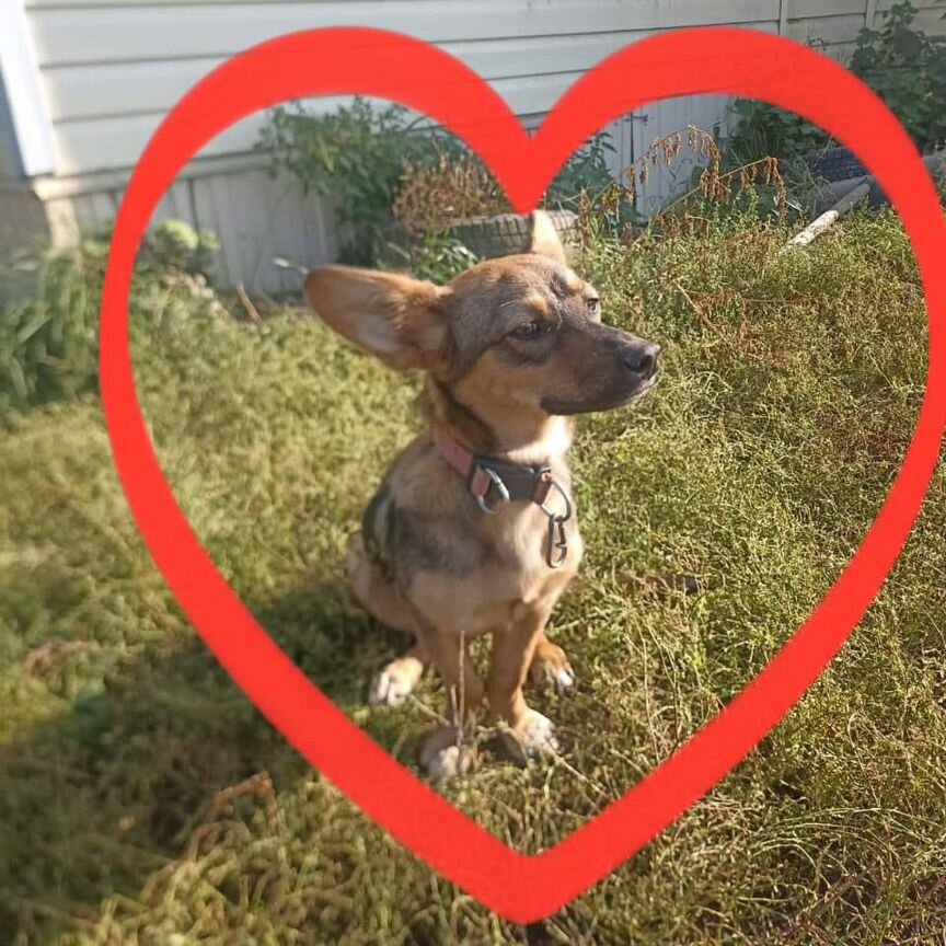 Собачка в квартиру. Маленькая