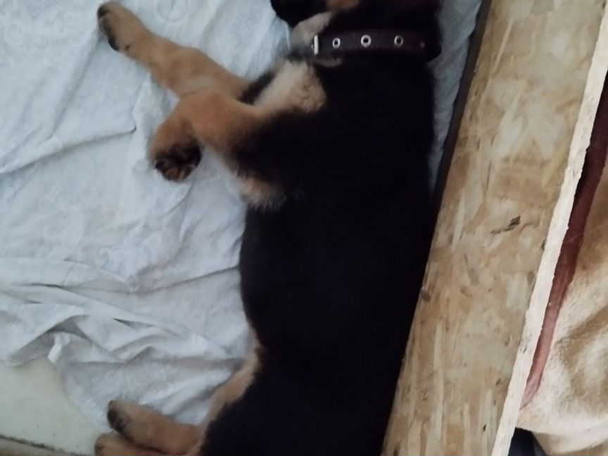 Щенки немецкой овчарки с документами