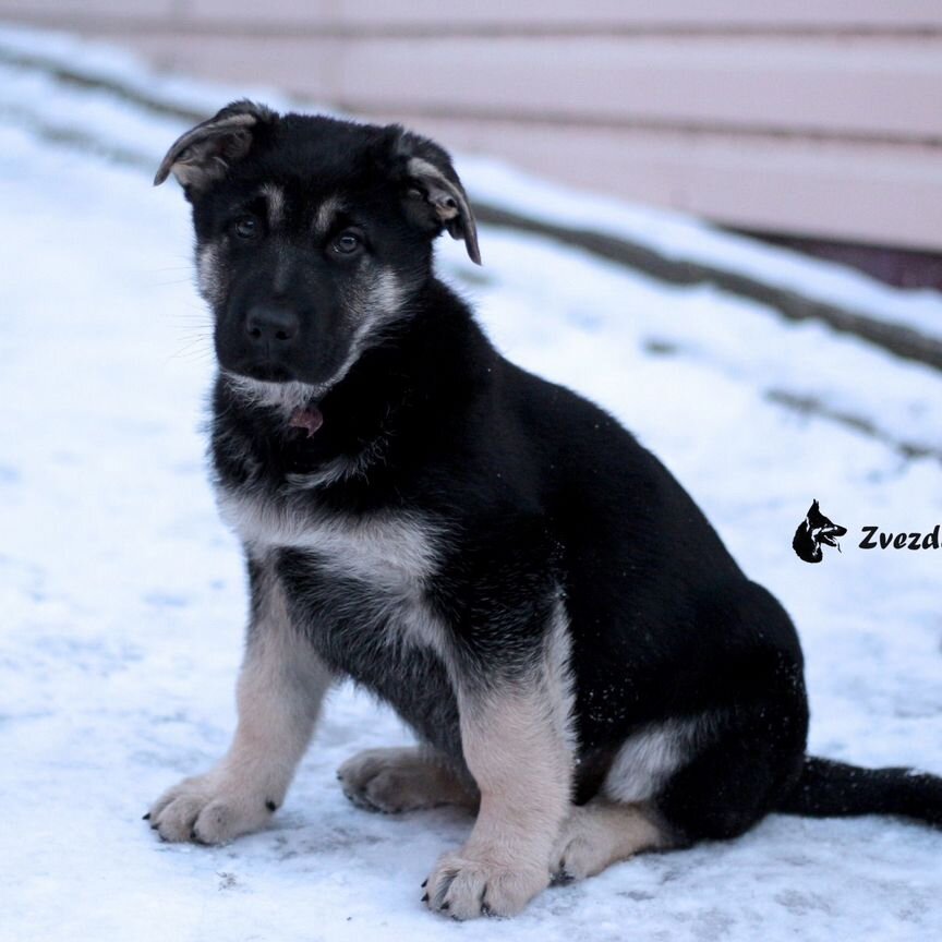 Кобель вео, 2 месяца