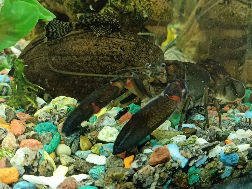 Рак ябби для аквариума