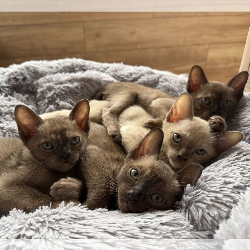 Европейский бурманский котёнок