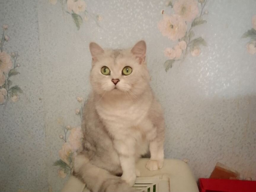 В хорошие ручки, шиншилла, Британки