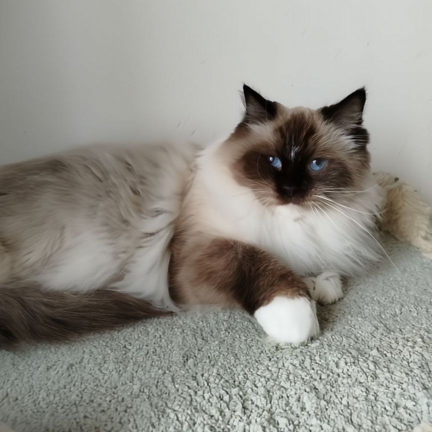 Рэгдолл, взрослая кошка