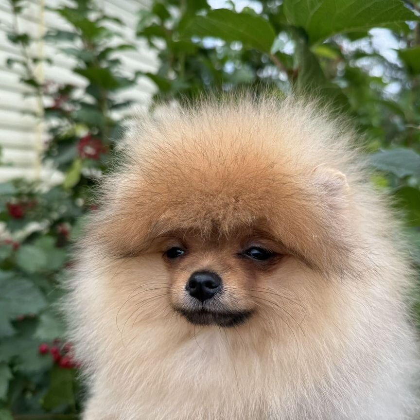 Померанский шпиц