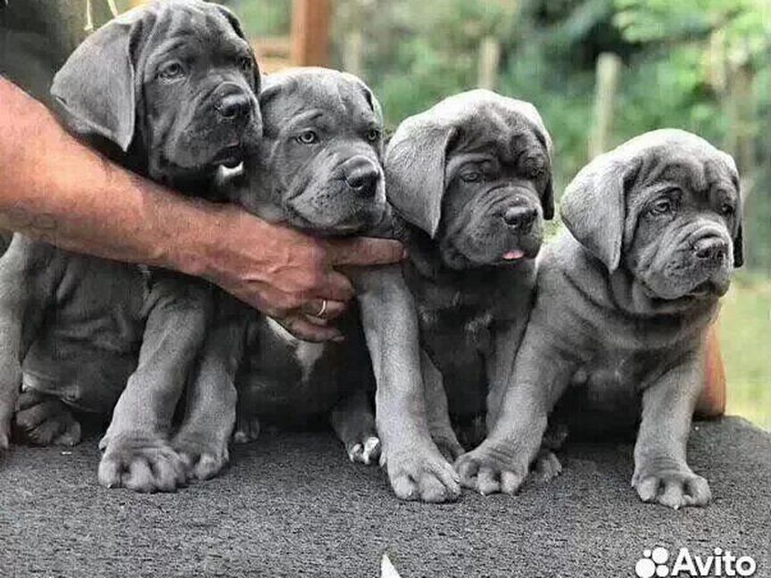 Кане Корсо для Шоу и Только