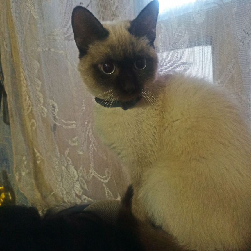 Тайская кошка